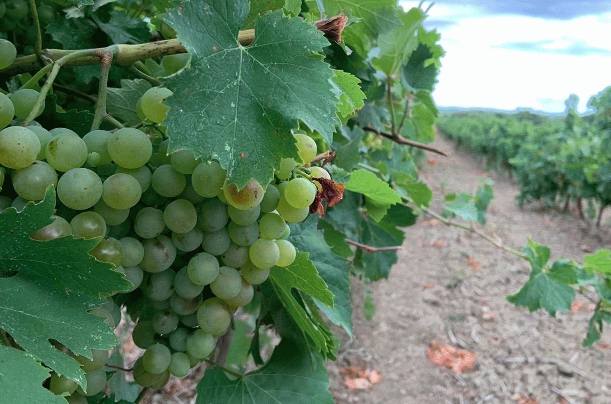 Picpoul de Pinet wines: Eight to try this summer - Decanter