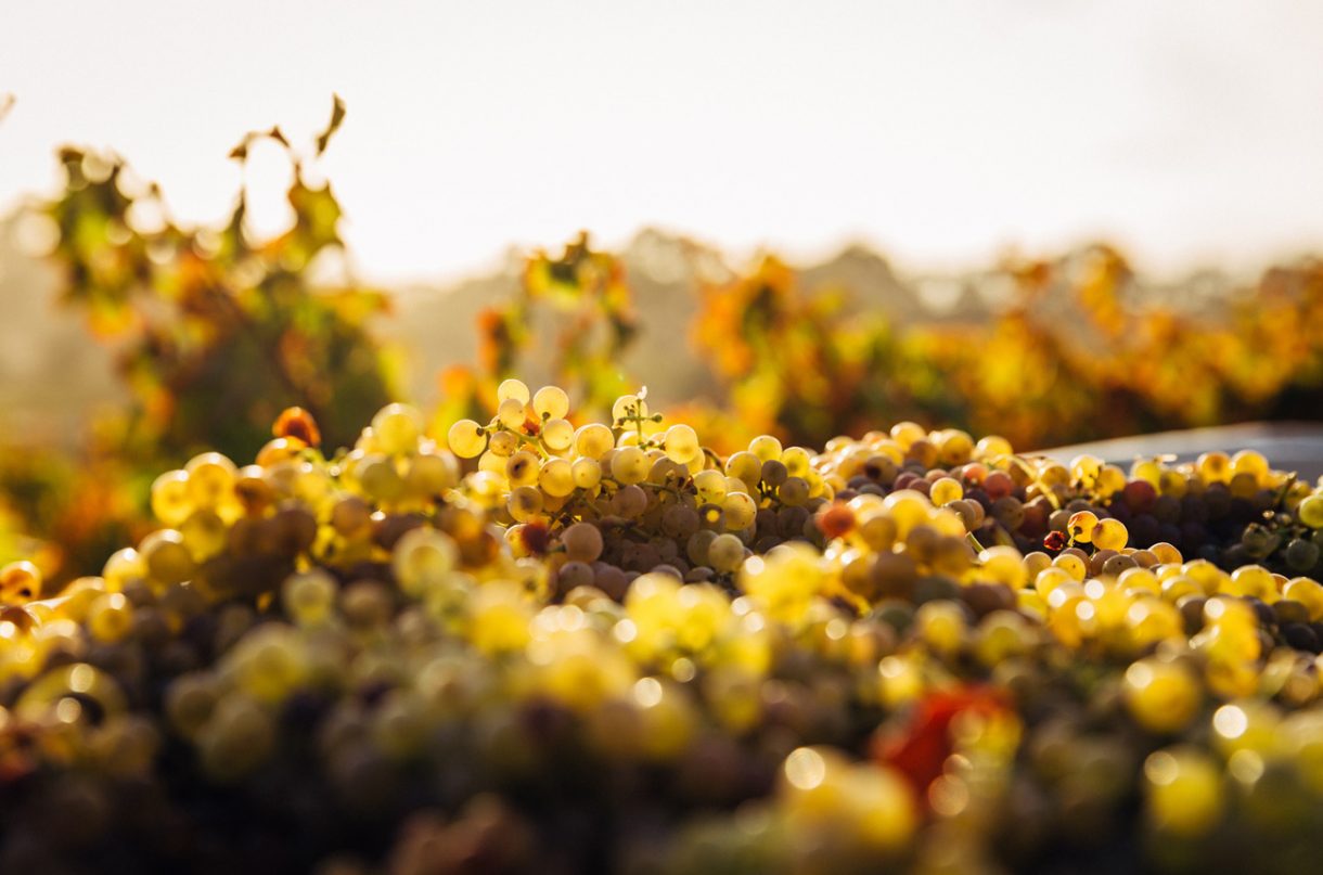 What's the difference between Muscat, Moscatel and Moscato? - Ask Decanter