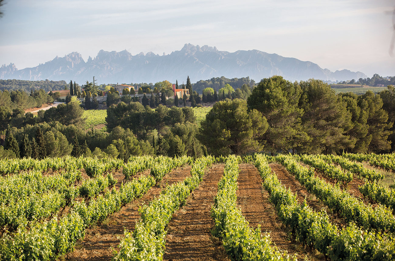 Cava – celebrating a new era of excellence - Decanter