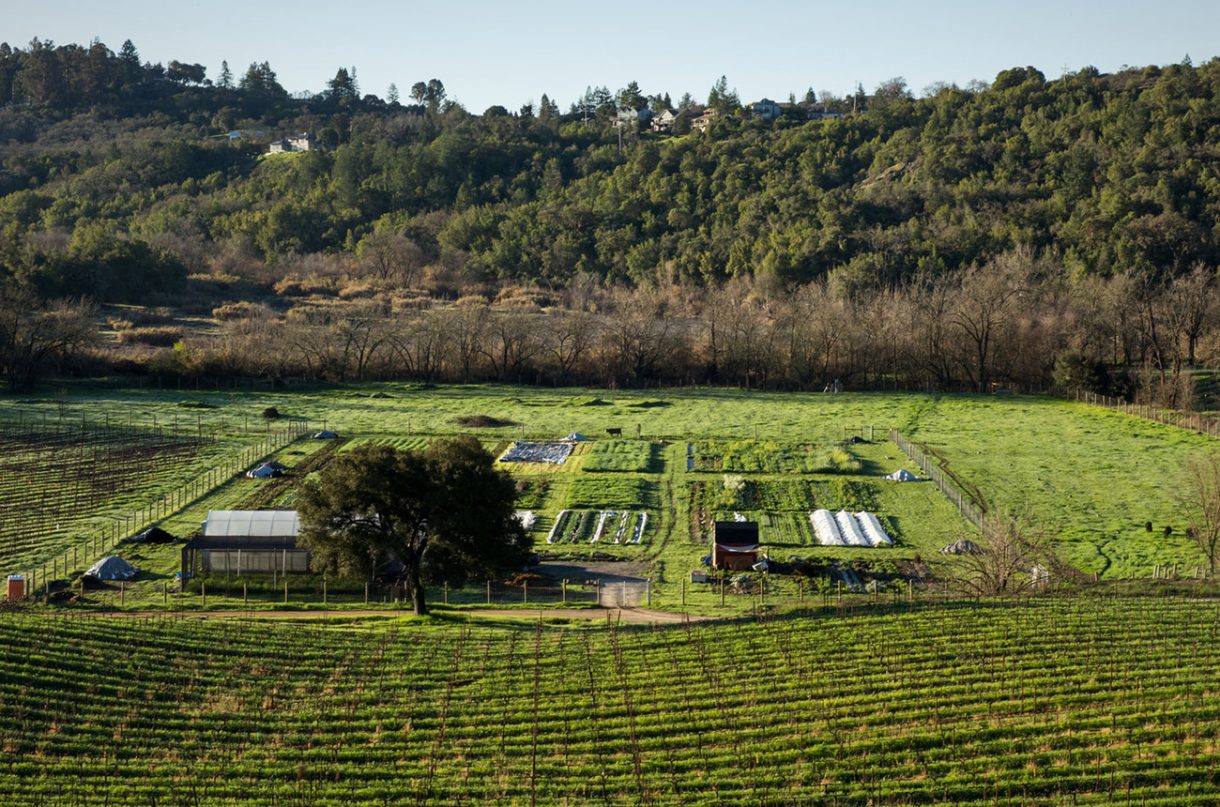 Healdsburg travel guide: three-day itinerary for wine lovers - Decanter