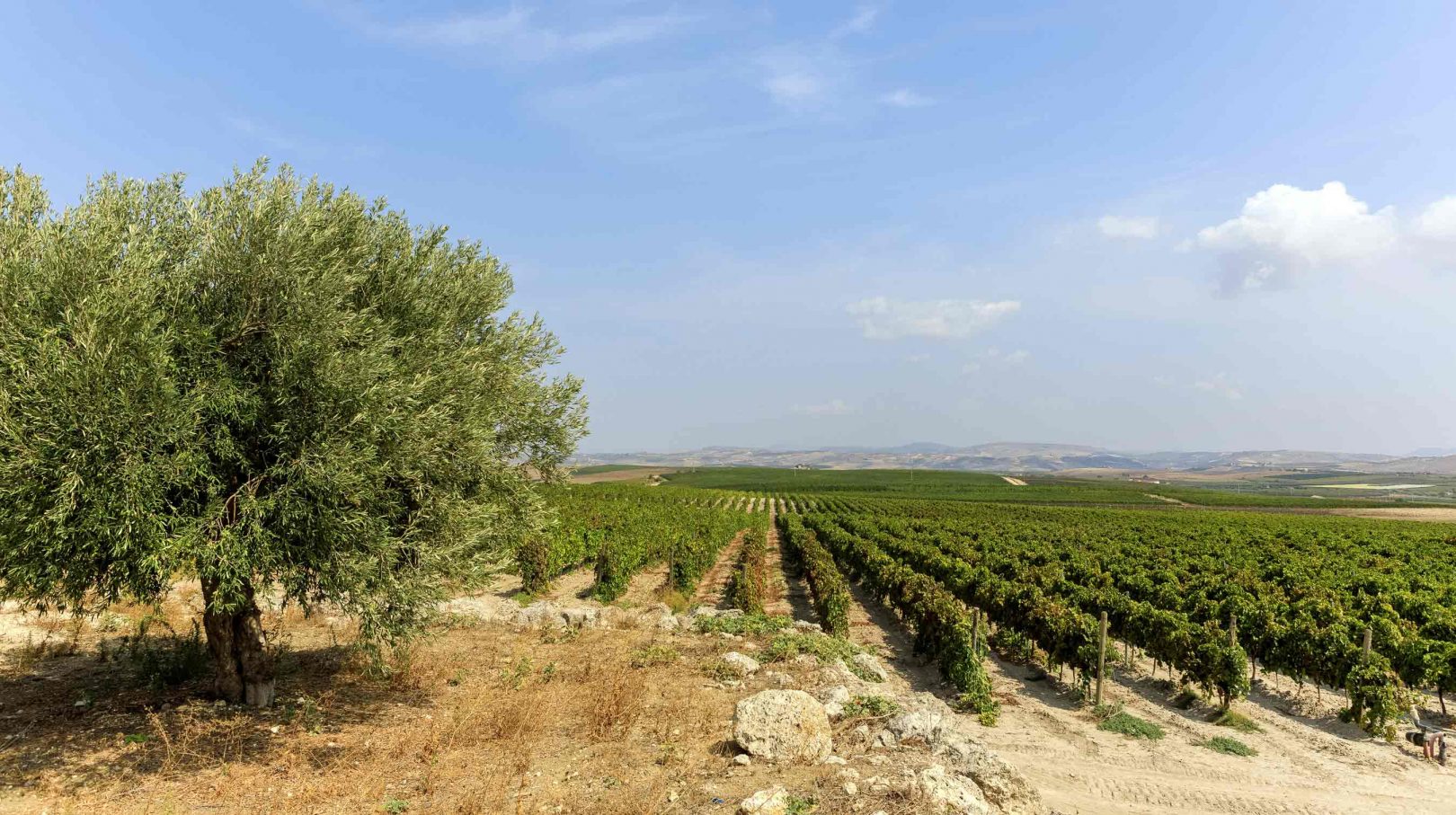 Duca di Salaparuta: the history of Sicilian wine in three estates ...