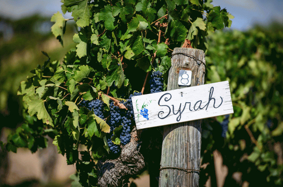 Syrah / Shiraz wine - Decanter