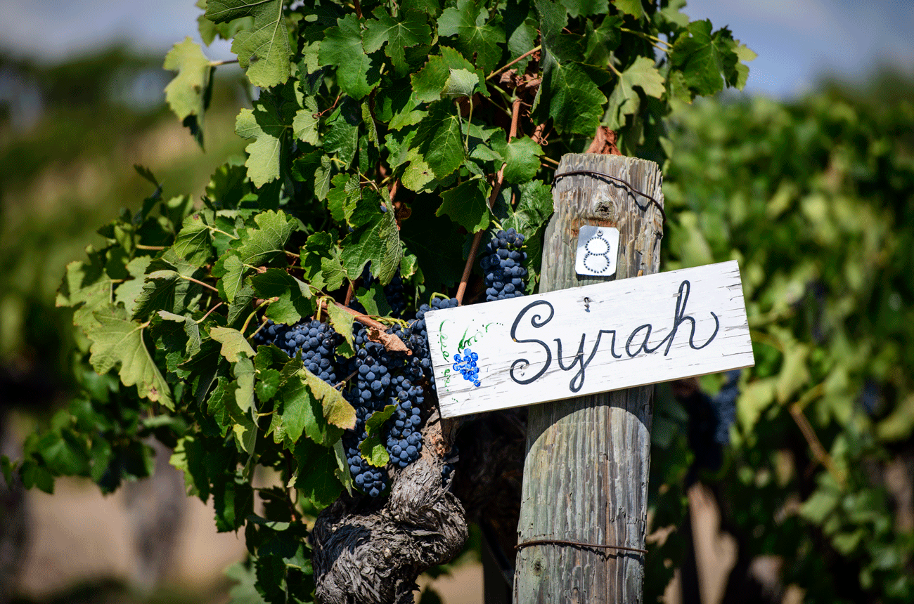 Syrah and Shiraz – what is the difference? - Decanter