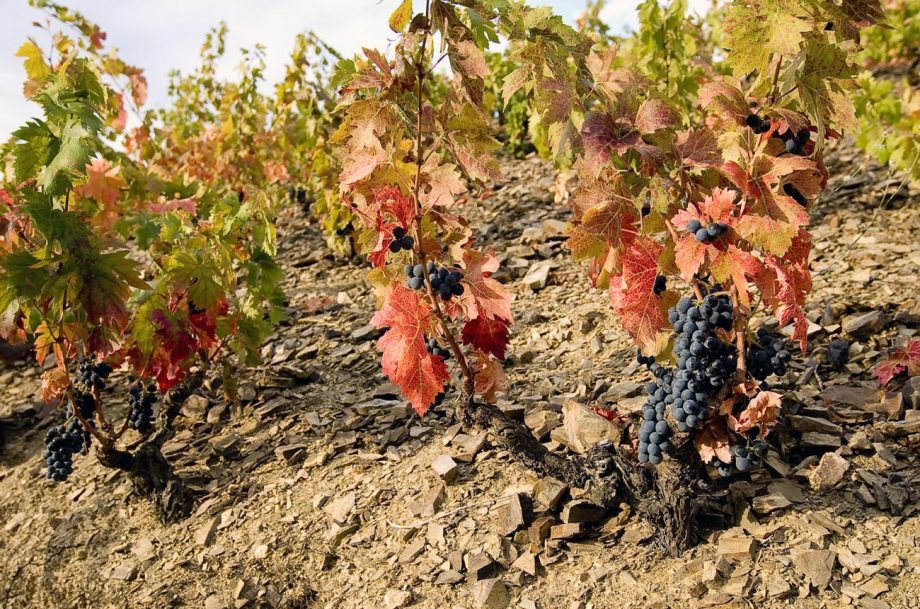 Carignan grape - Decanter