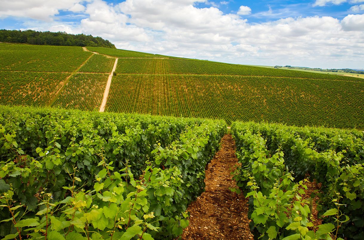 Premier cru Chablis 2020: top-scoring wines - Decanter