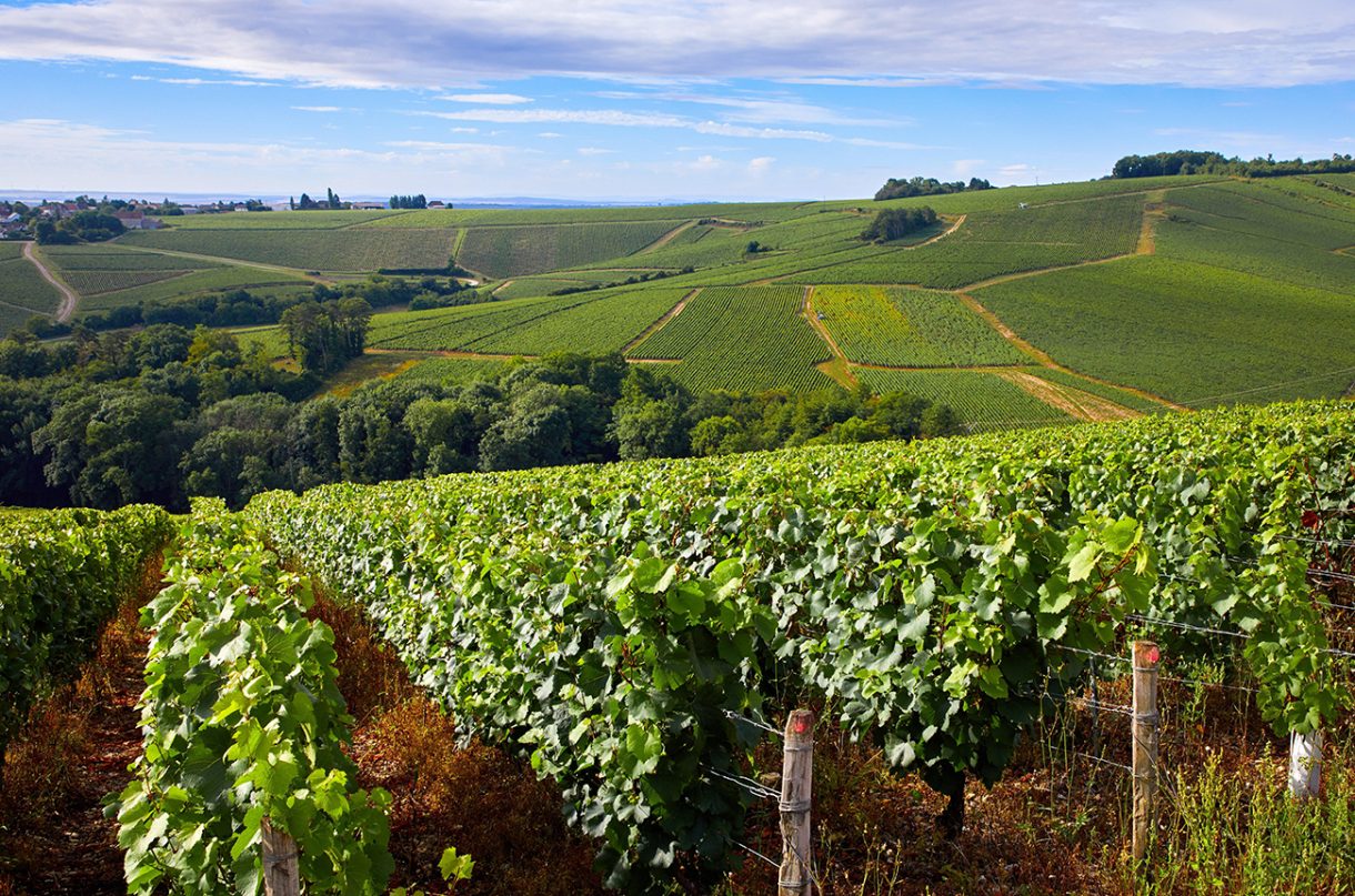 Petit Chablis 2020: top-scoring wines - Decanter