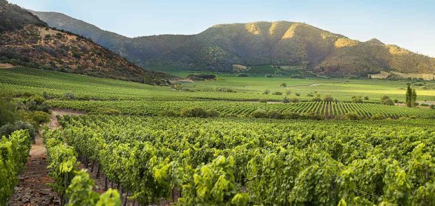 Viña Tarapacá and biodiversity: rescuing the most precious of treasures ...