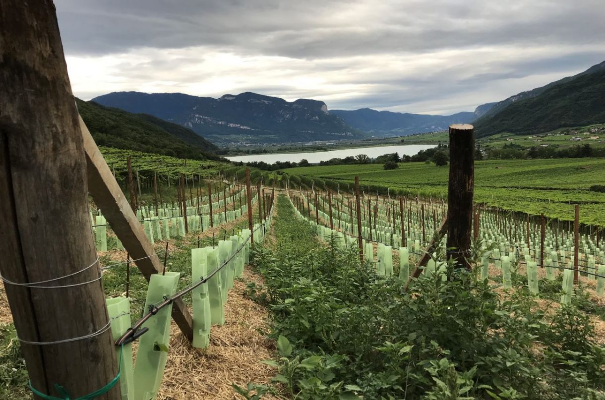 EU grants member states the right to use resistant hybrid varieties in ...