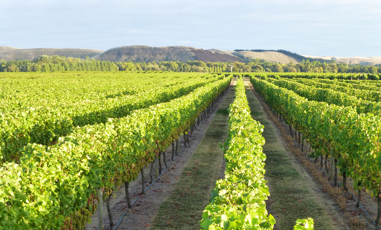 New Zealand's Single Vineyard Chardonnay: nuanced expressiveness - Decanter