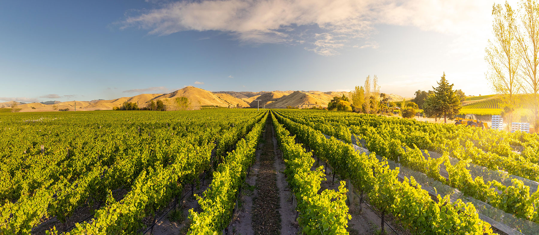 Attorney Pinot Noir: bold and natural elegance - Decanter