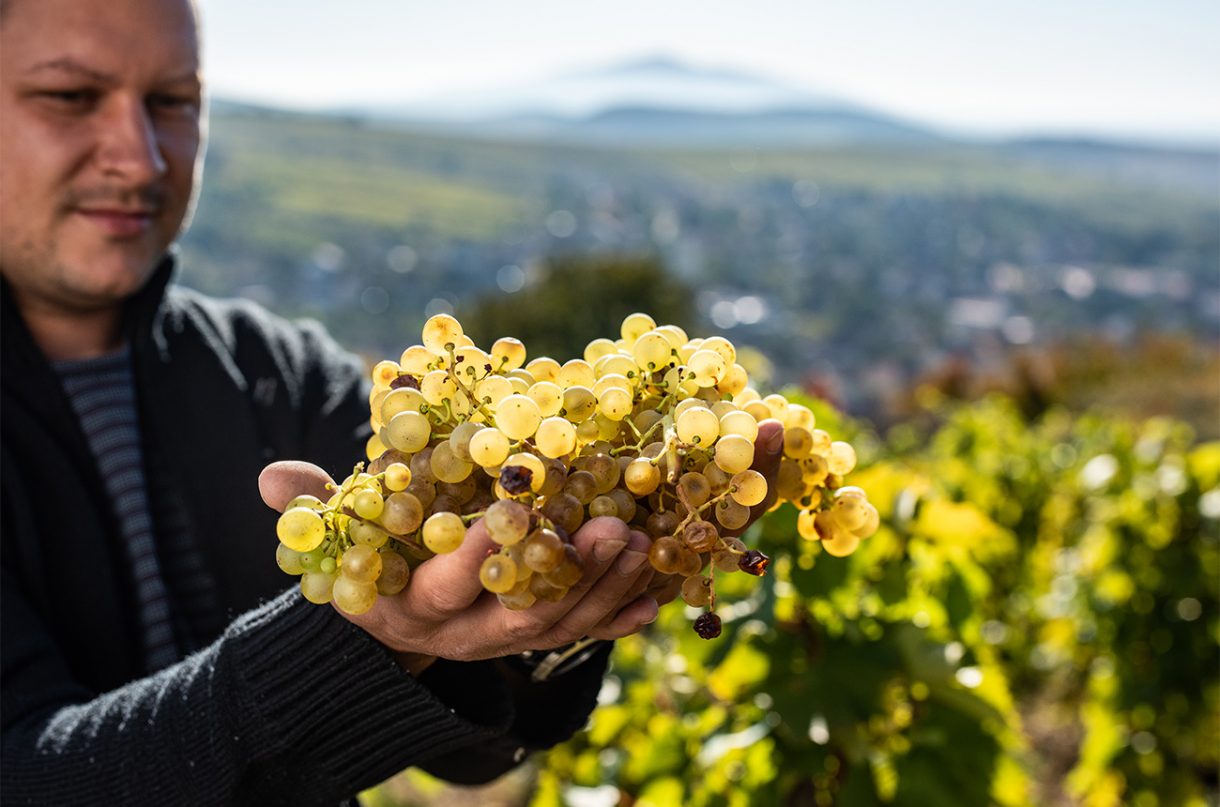 Furmint: the journey continues - Decanter