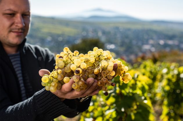 Furmint: the journey continues - Decanter