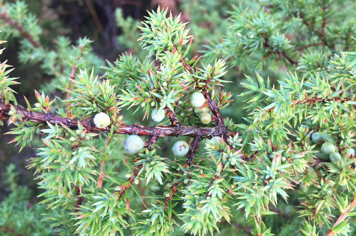 The juniper hunters: British juniper gin - Decanter