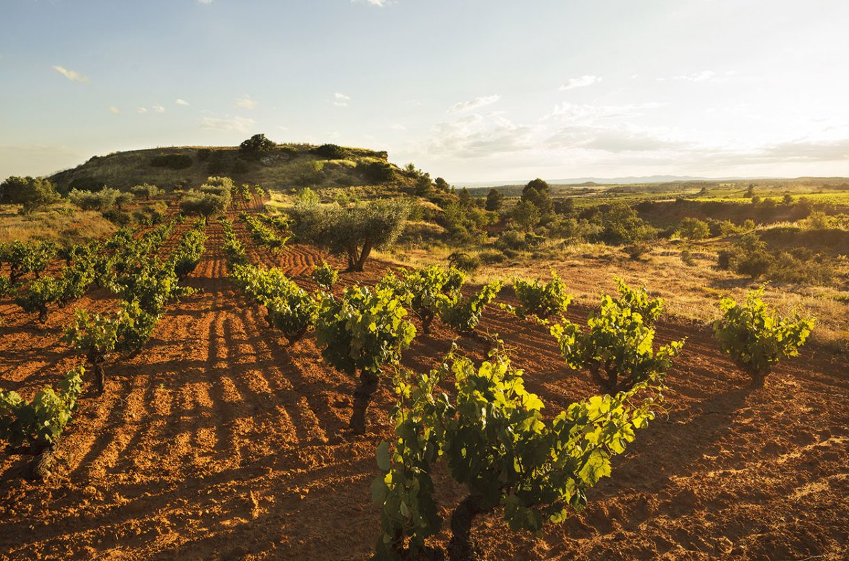 Utiel Requena, the historic lands of Bobal - Decanter