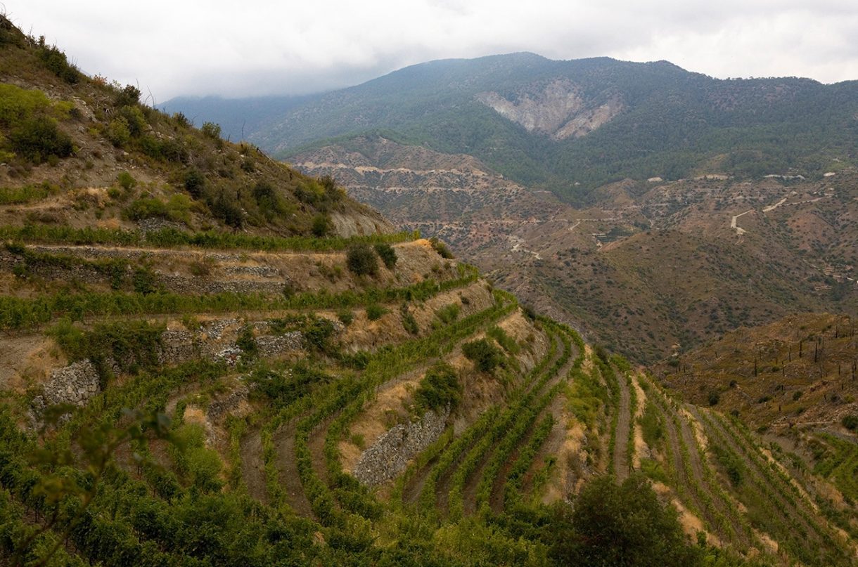 Wines from Cyprus: current trends plus top bottles to seek out - Decanter