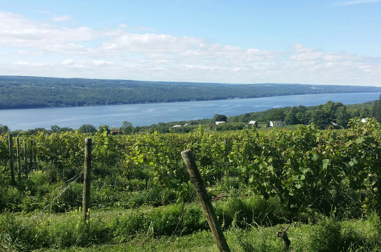 Ravines Wine Cellars: a pioneer of Finger Lakes dry Riesling - Decanter