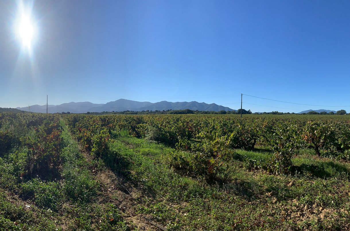 Great value wines from Occitanie - Decanter