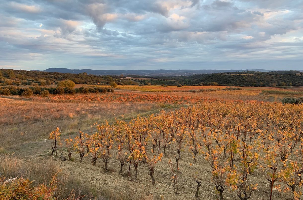 Great value wines from Occitanie - Decanter
