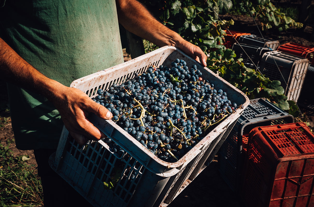 Celebrating Tannat Day - Decanter