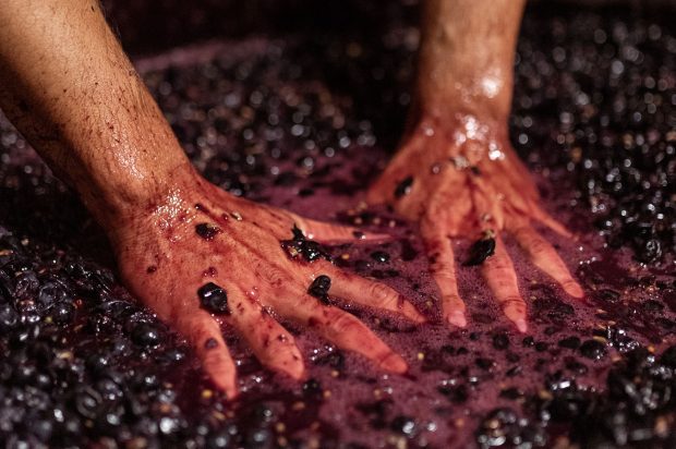 Celebrating Tannat Day - Decanter