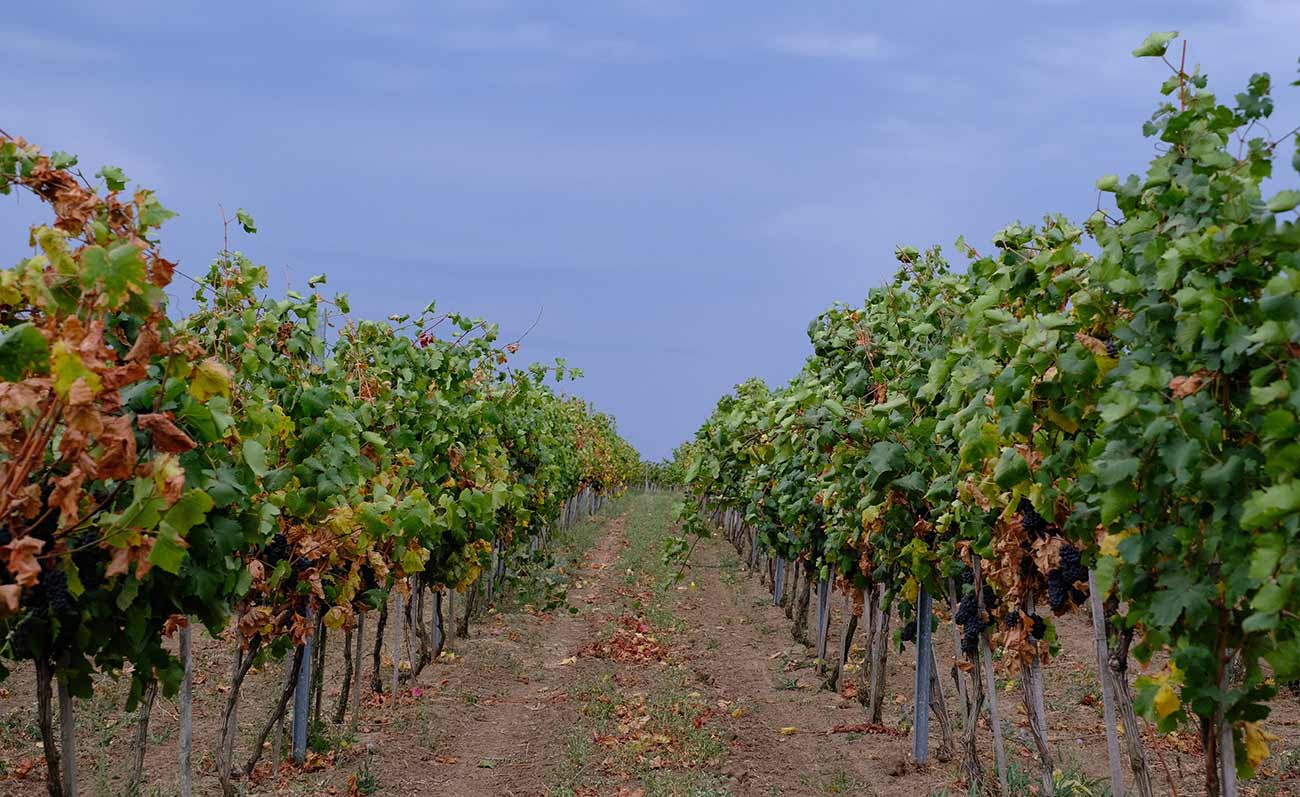 Ukrainian wine, hanging in the balance - Decanter