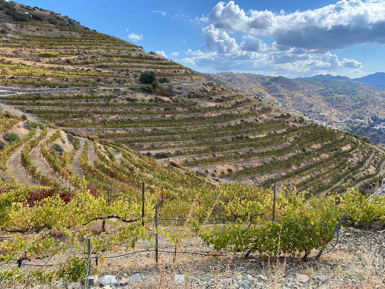 Cyprus travel guide: restaurants, wineries and hotels - Decanter