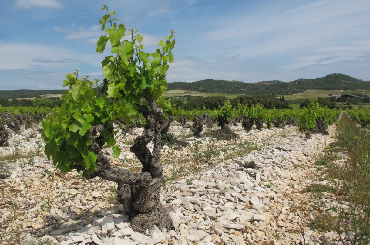 Walls: Tavel and its unexpected revolution - Decanter