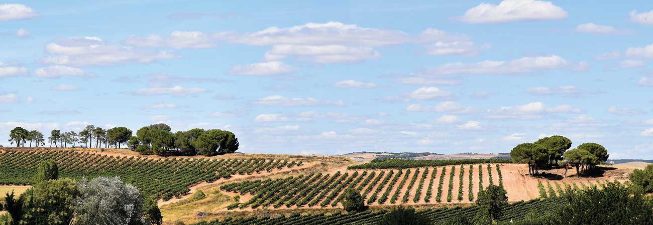 Vilano - The sublimation of tradition and excellence - Decanter