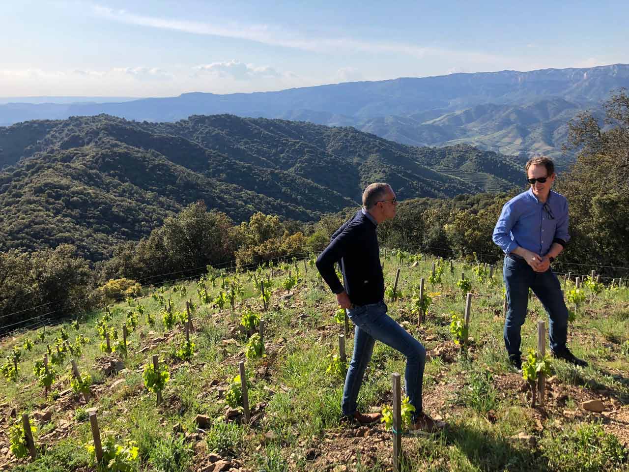 Adapting vineyards to a changing climate: Torres looks to the future ...