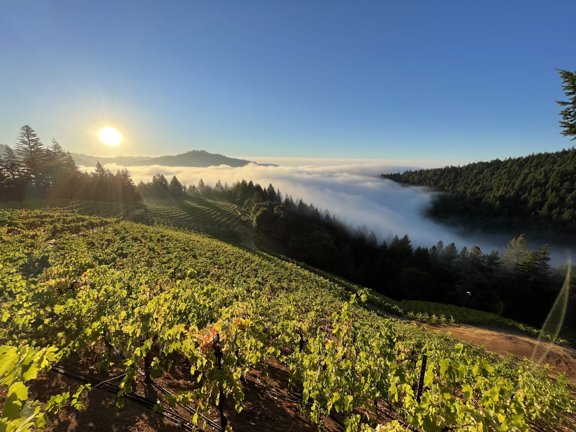 Mendocino Ridge: regional profile and the wines to buy - Decanter