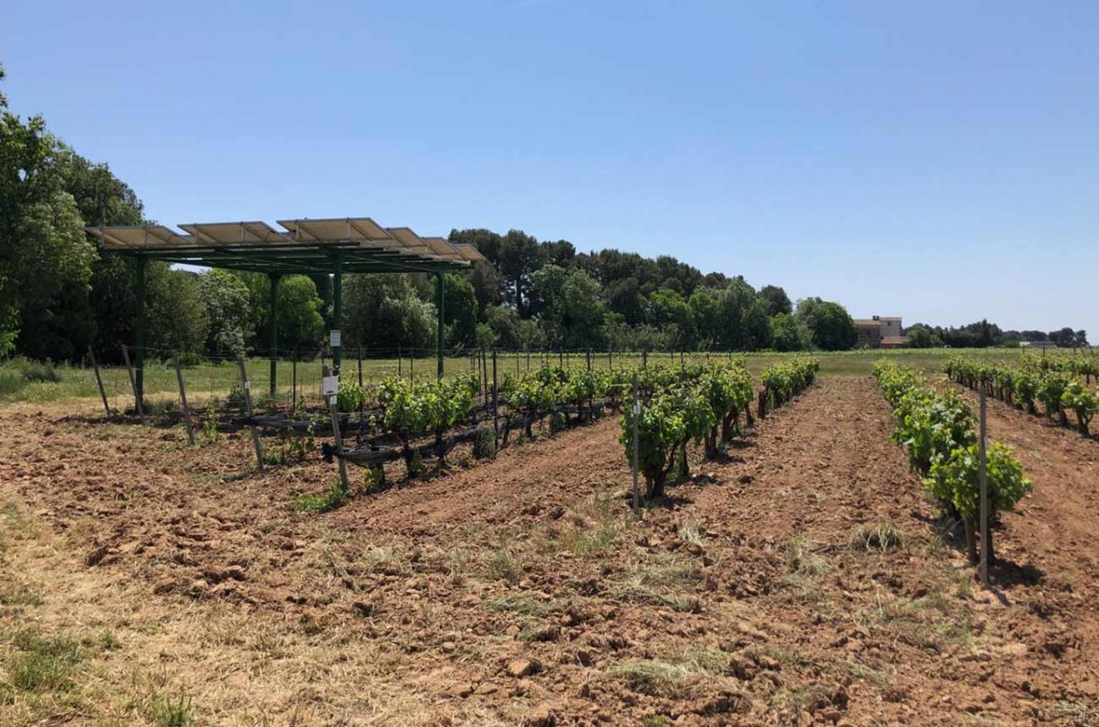 Adapting vineyards to a changing climate: Torres looks to the future ...