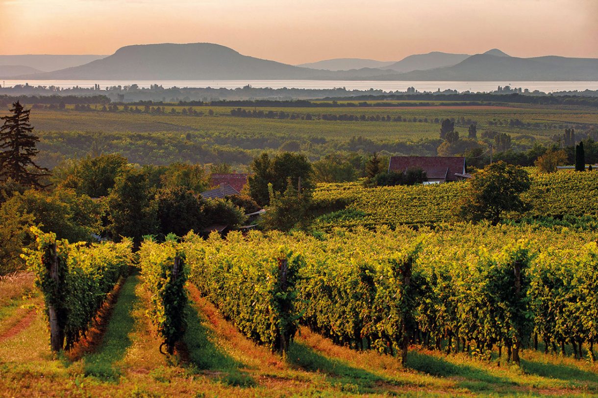 Vines, Wines & Volcanoes - Welcome to Hungary! - Decanter
