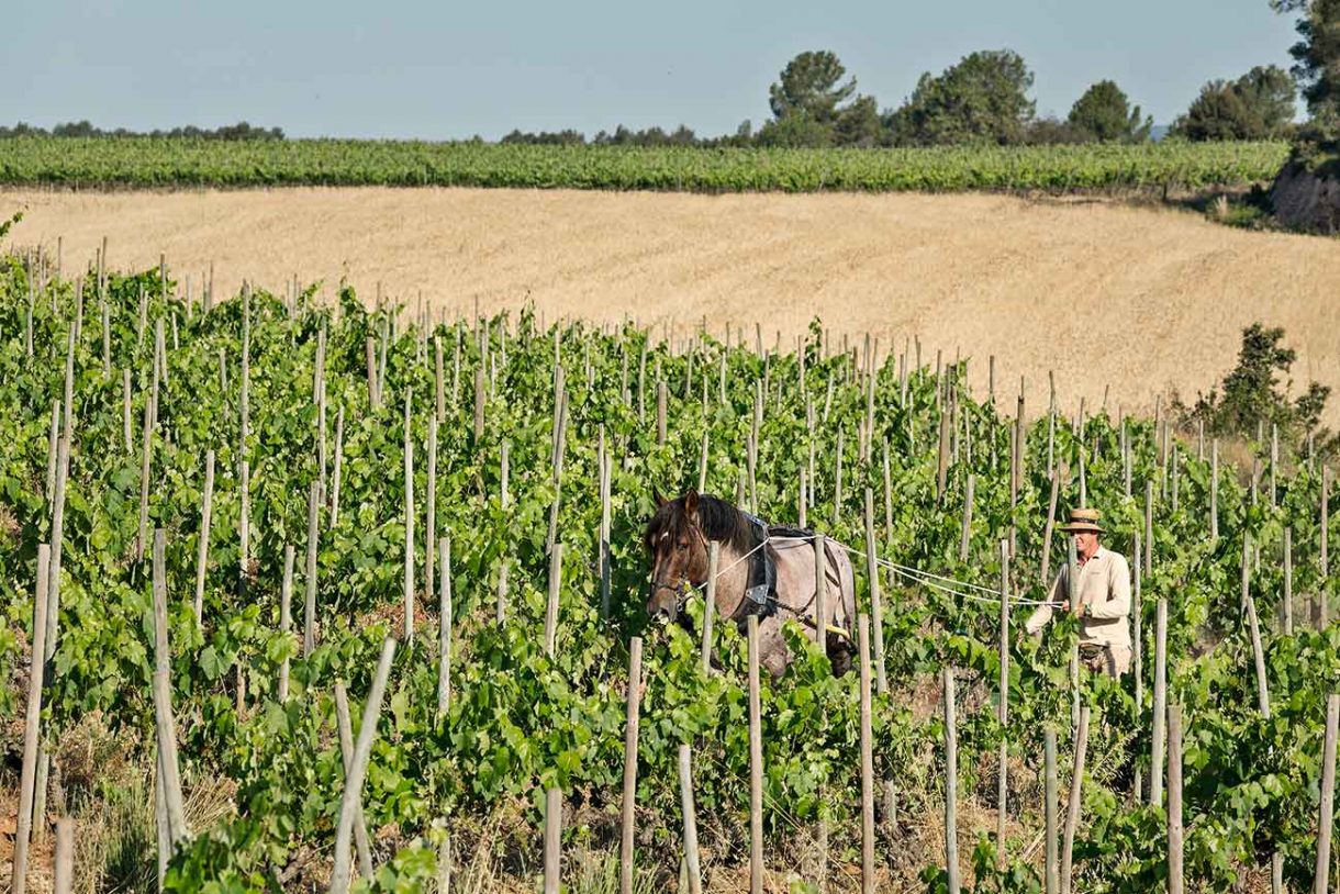 Barcelona for wine lovers - Decanter