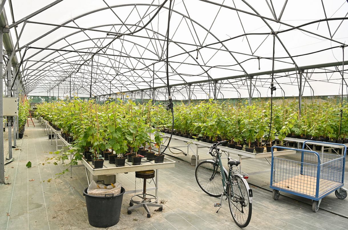 ‘Space vines’ trial on-track, says team who put Petrus in orbit - Decanter