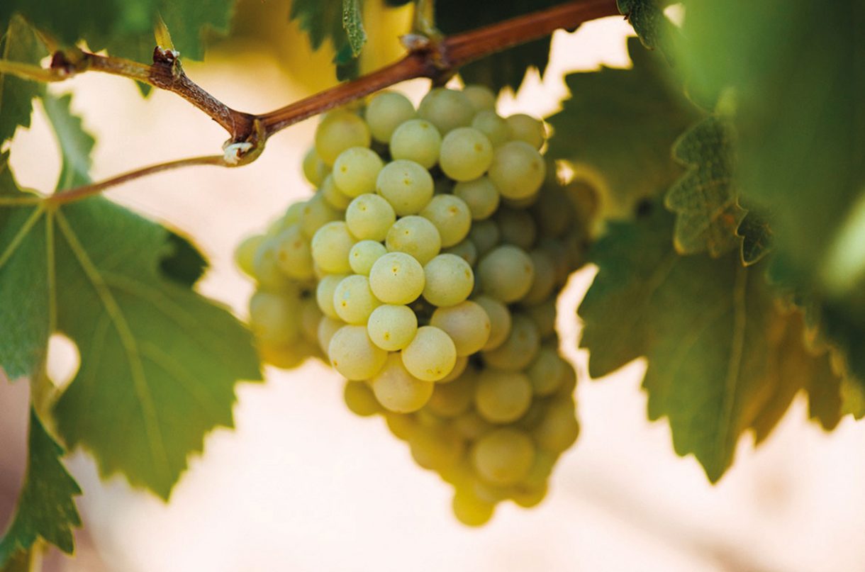 Expert's choice: White Rioja - Decanter