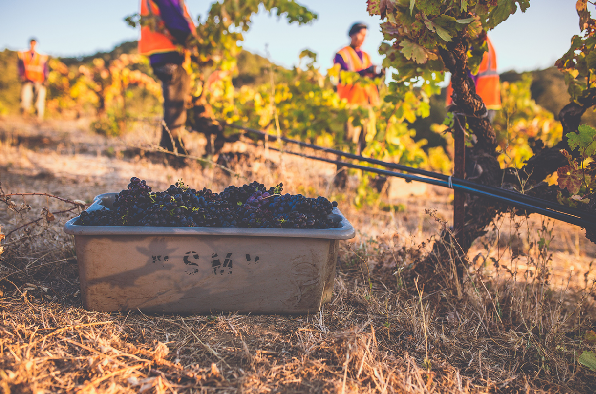 Napa and Sonoma wineries to visit: 15 of the best - Decanter