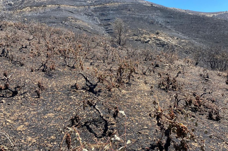 Plans to rebuild after wildfire damages rare vines in Crete - Decanter