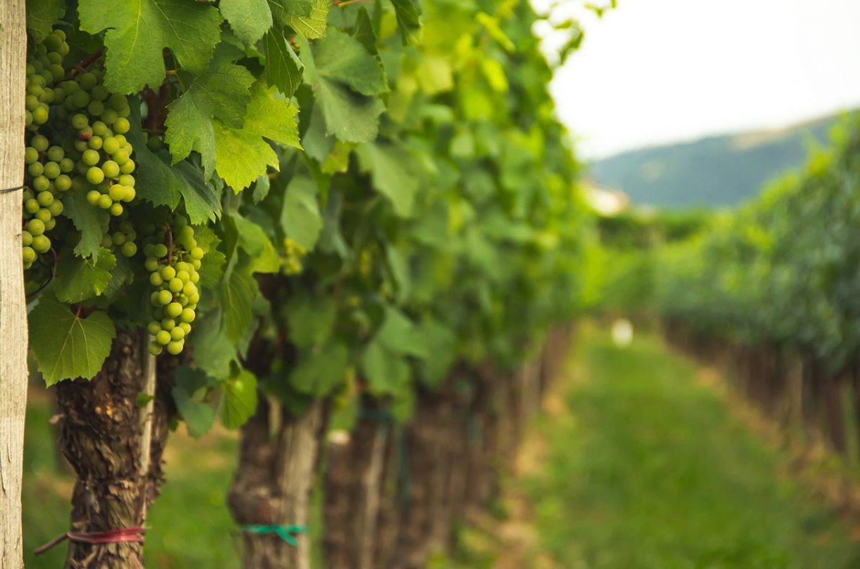 Scientists find new clues to ‘billion-dollar’ vine diseases - Decanter