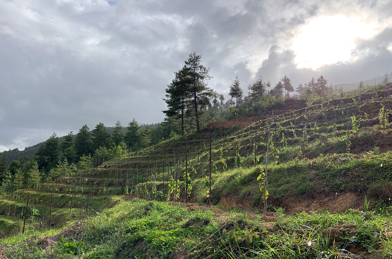 Club dVIN offers members trip to ‘Bhutan’s first wine harvest’ - Decanter