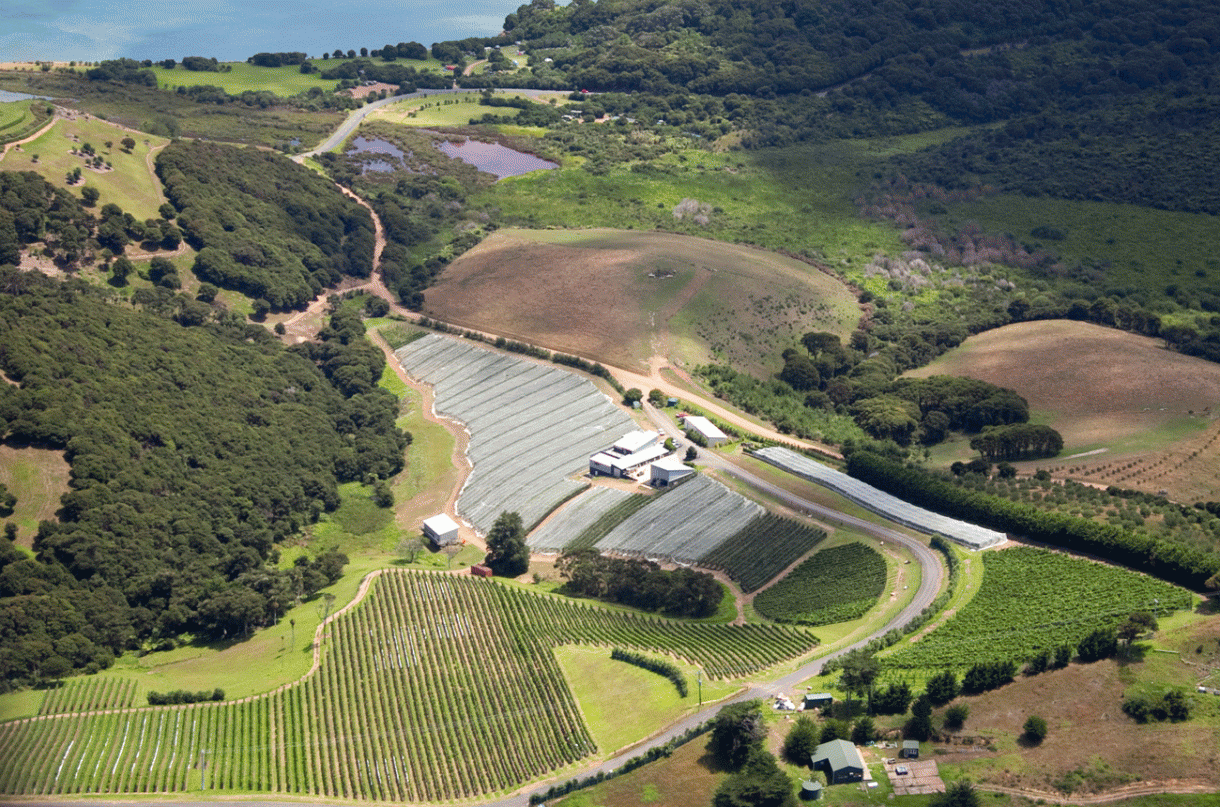 Destiny Bay: aiming high on New Zealand's Waiheke Island - Decanter