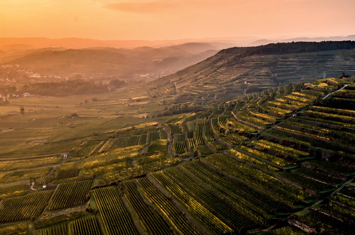 In search of Austria’s greatest vineyards plus 12 wines to try - Decanter