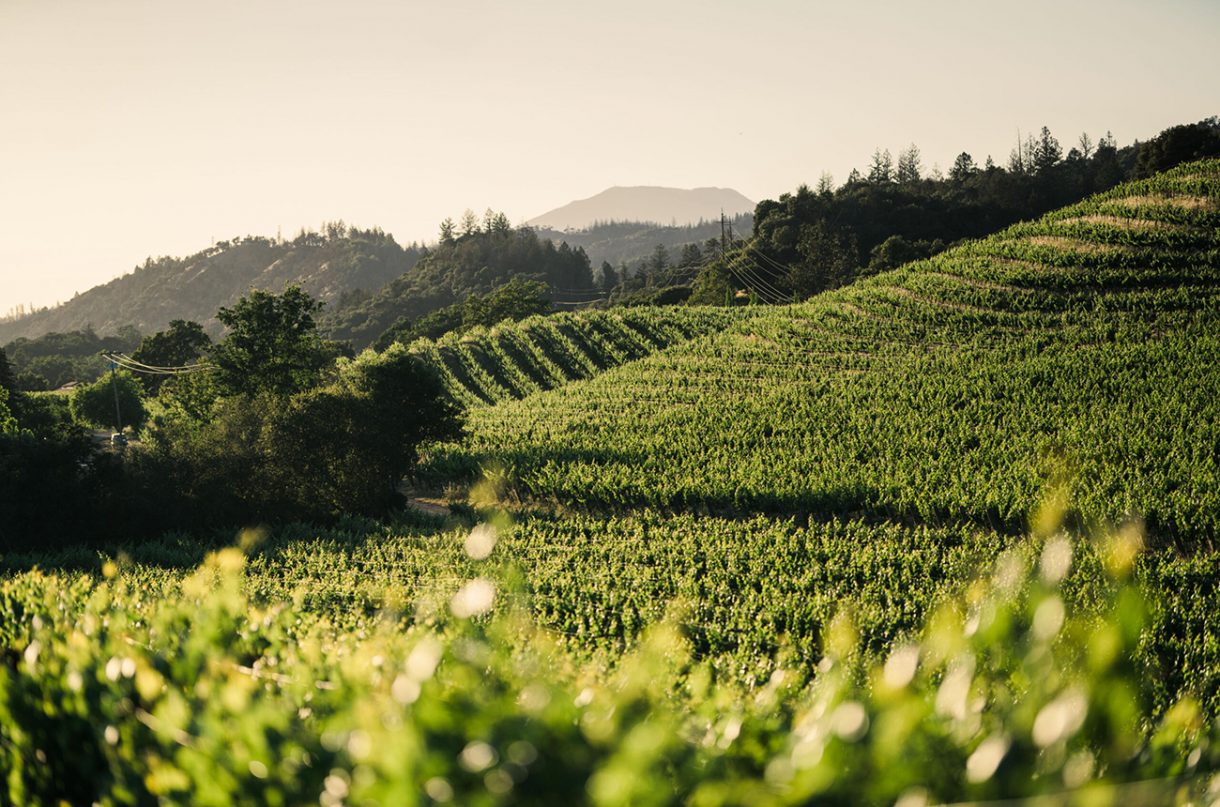 Rutherford 2019: top Cabernets from this Napa AVA - Decanter