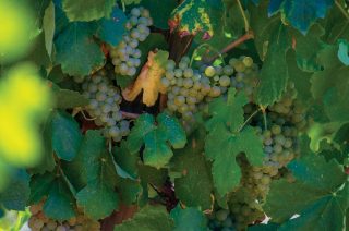 Clairette around the world: 53 shining examples - Decanter