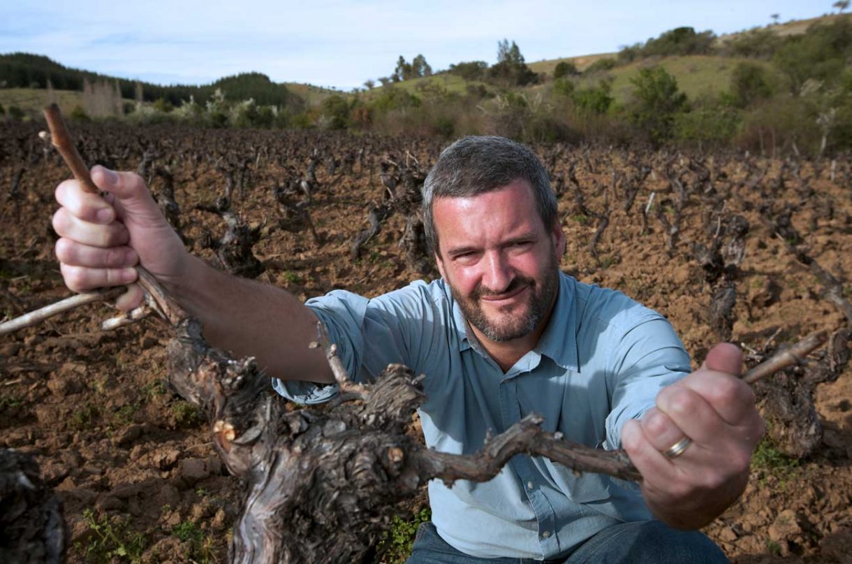 Garage Wine Company launches Old-Vine ‘Revival’ project in UK - Decanter