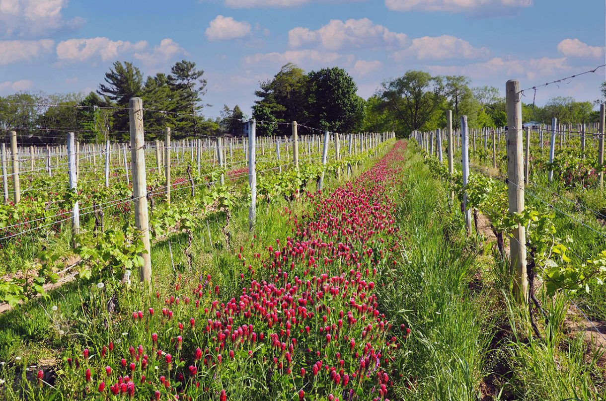 Sustainability in the New York Wine Region - Decanter