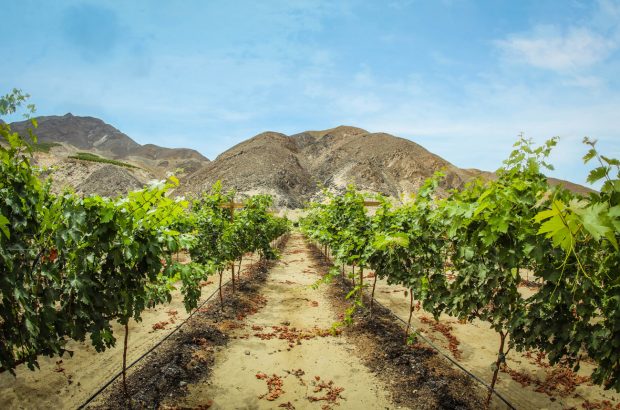Peru: get to know the wines and regions - Decanter
