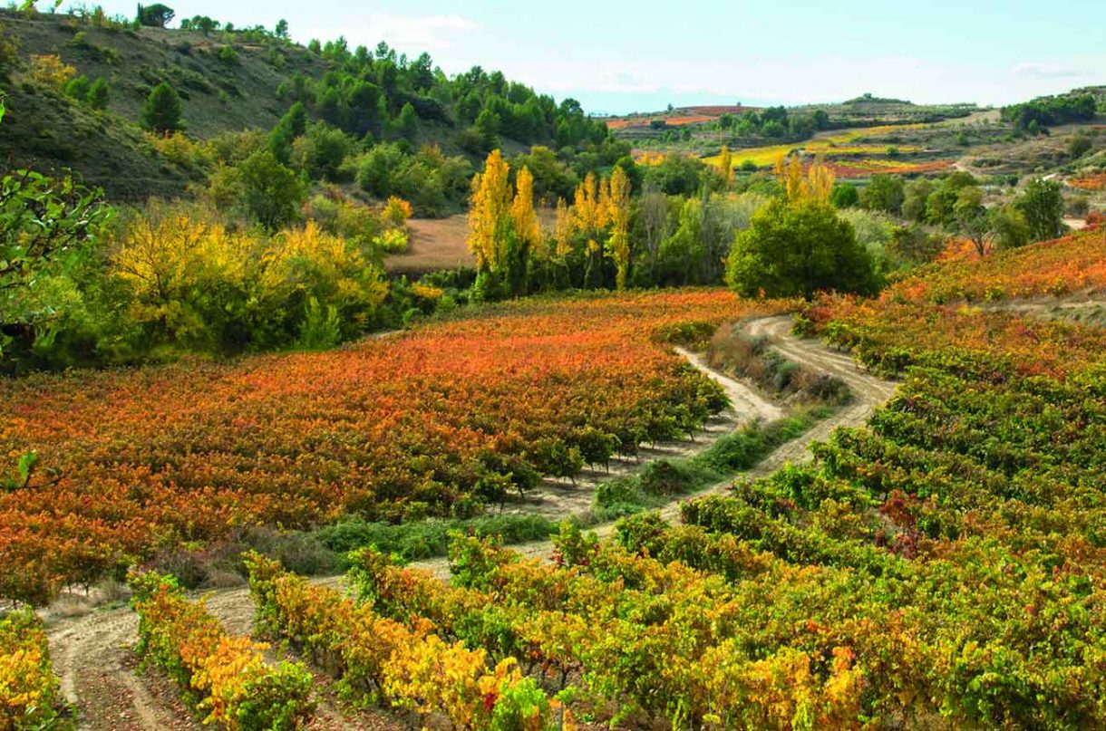 Bodegas Ondarre - Pioneering champions of Rioja’s terroirs - Decanter