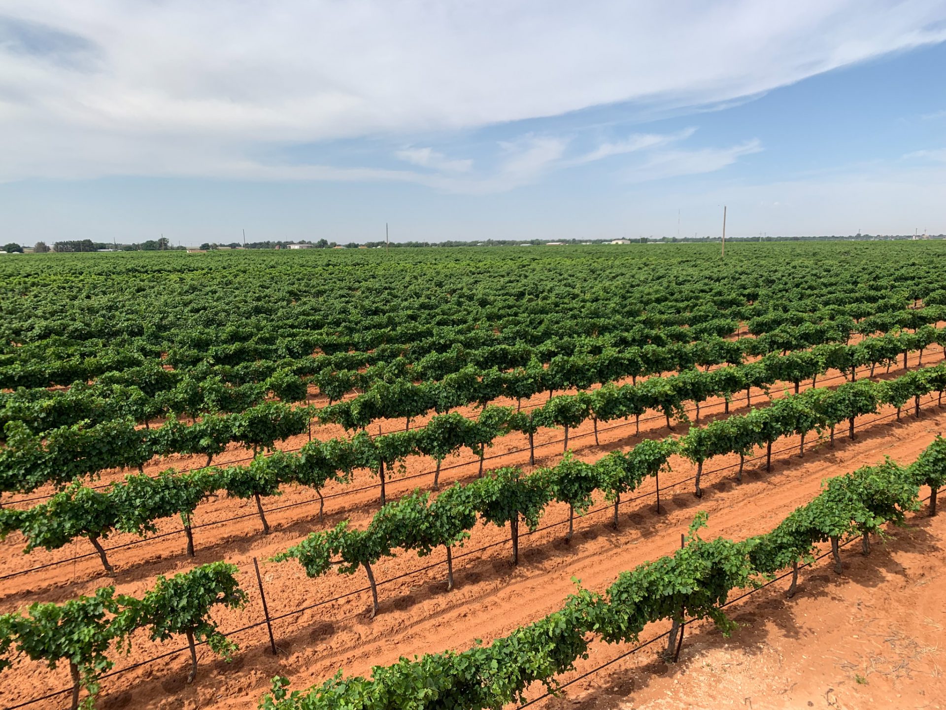 Texas High Plains AVA: profile plus 10 exciting wines to try - Decanter