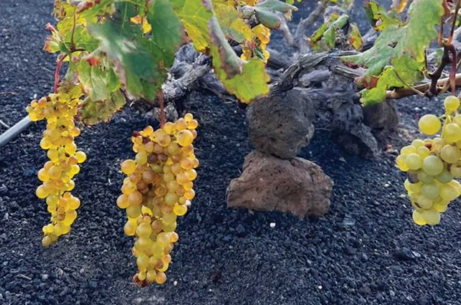 10 Spanish grapes to discover - Decanter