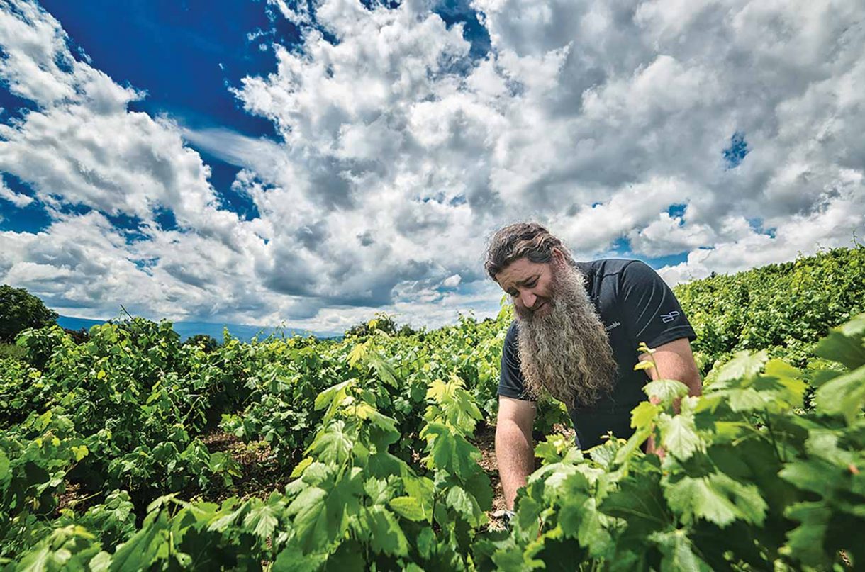 10 Spanish grapes to discover - Decanter